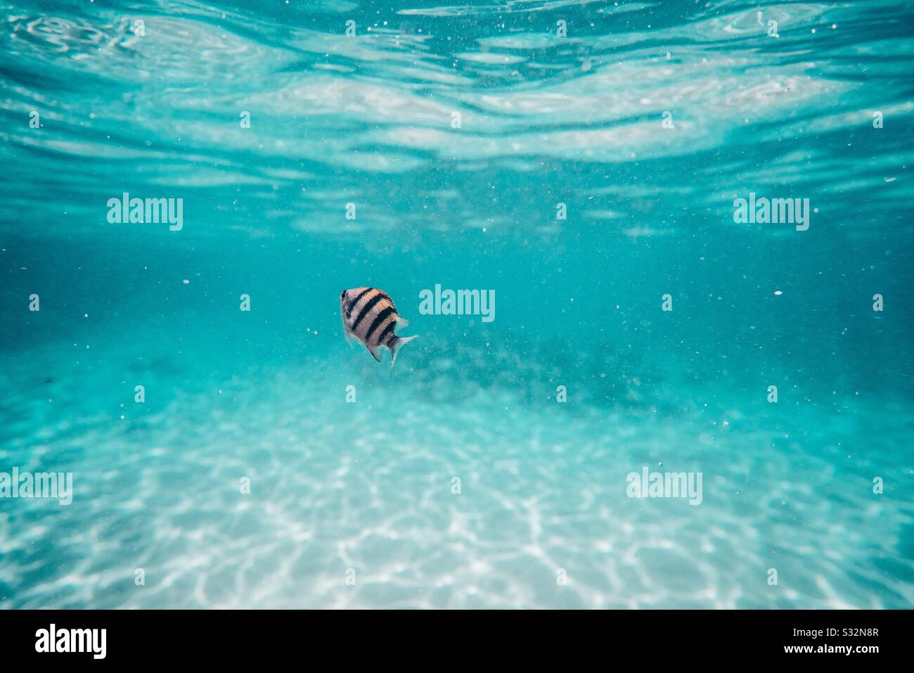 Oahu fish hi-res stock photography and images - Alamy