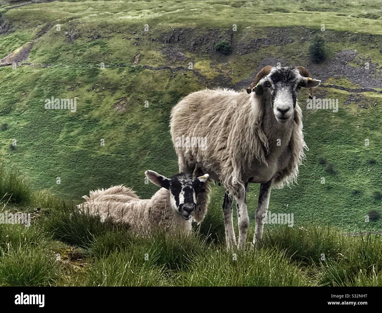 Coast sheep hi-res stock photography and images - Alamy