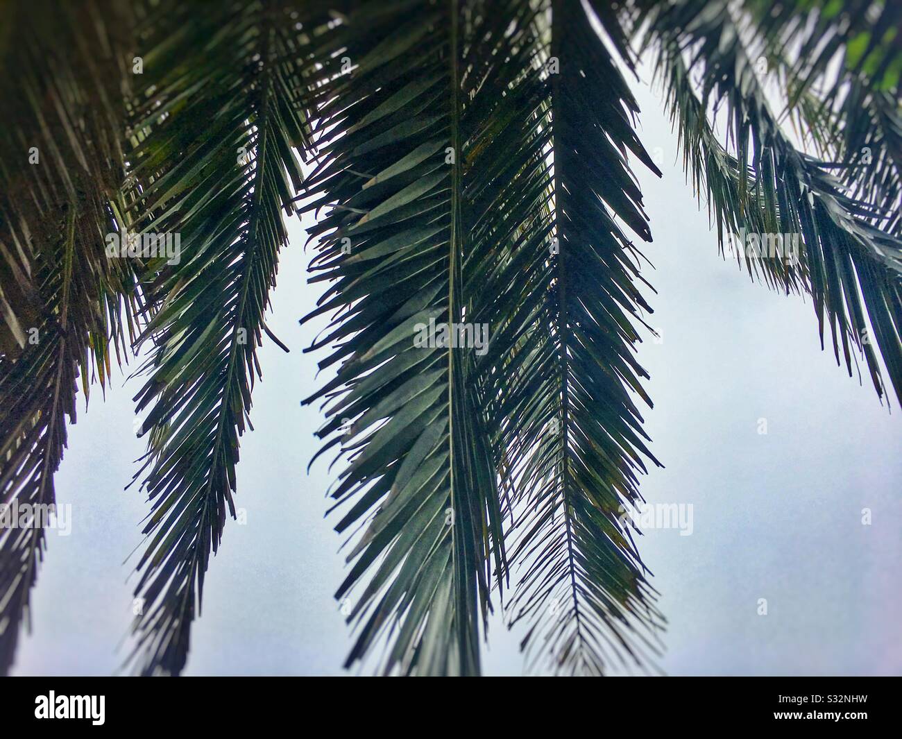 Falling branches hi-res stock photography and images - Alamy