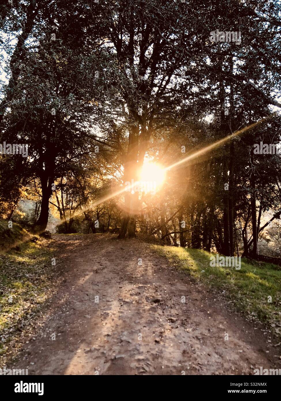 Sunset light glowing through the trees along a trail Stock Photo - Alamy