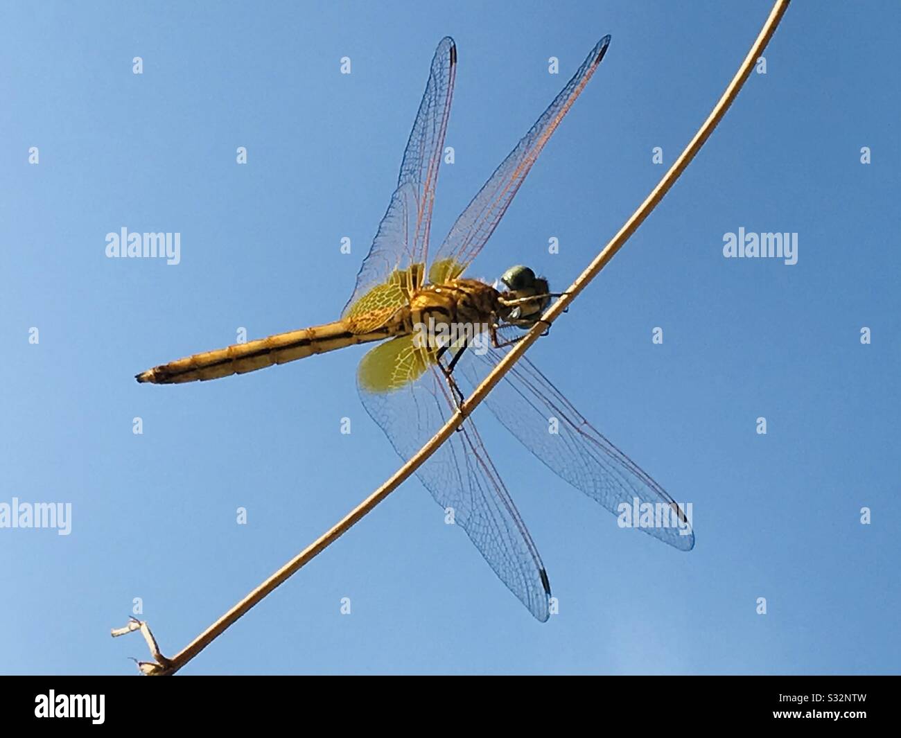 Worlds longest sky garden hi-res stock photography and images - Alamy