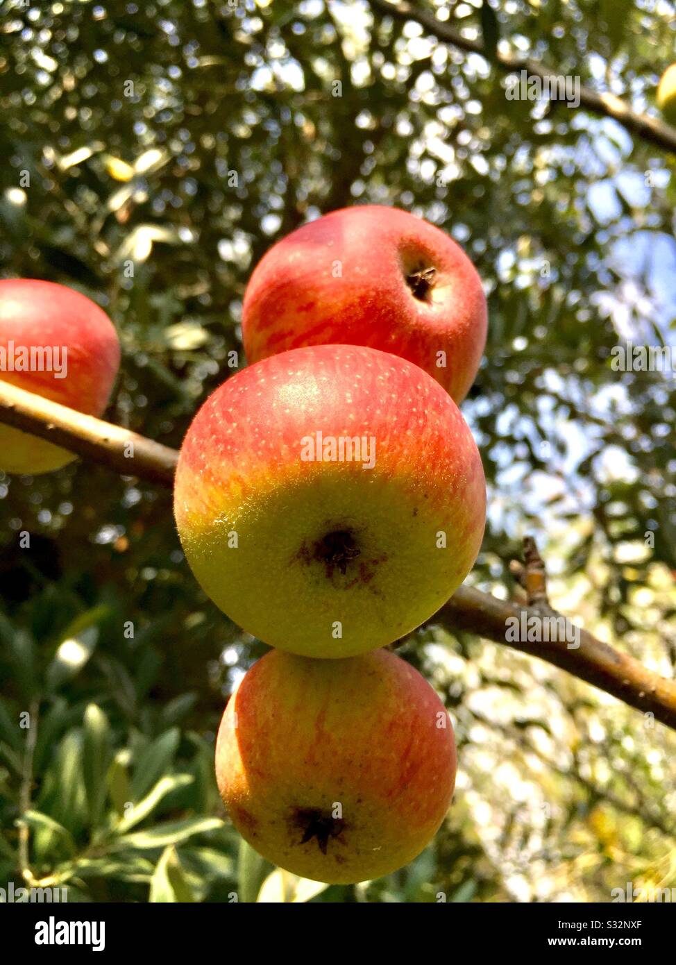 Apples italy apple tree hi-res stock photography and images - Alamy