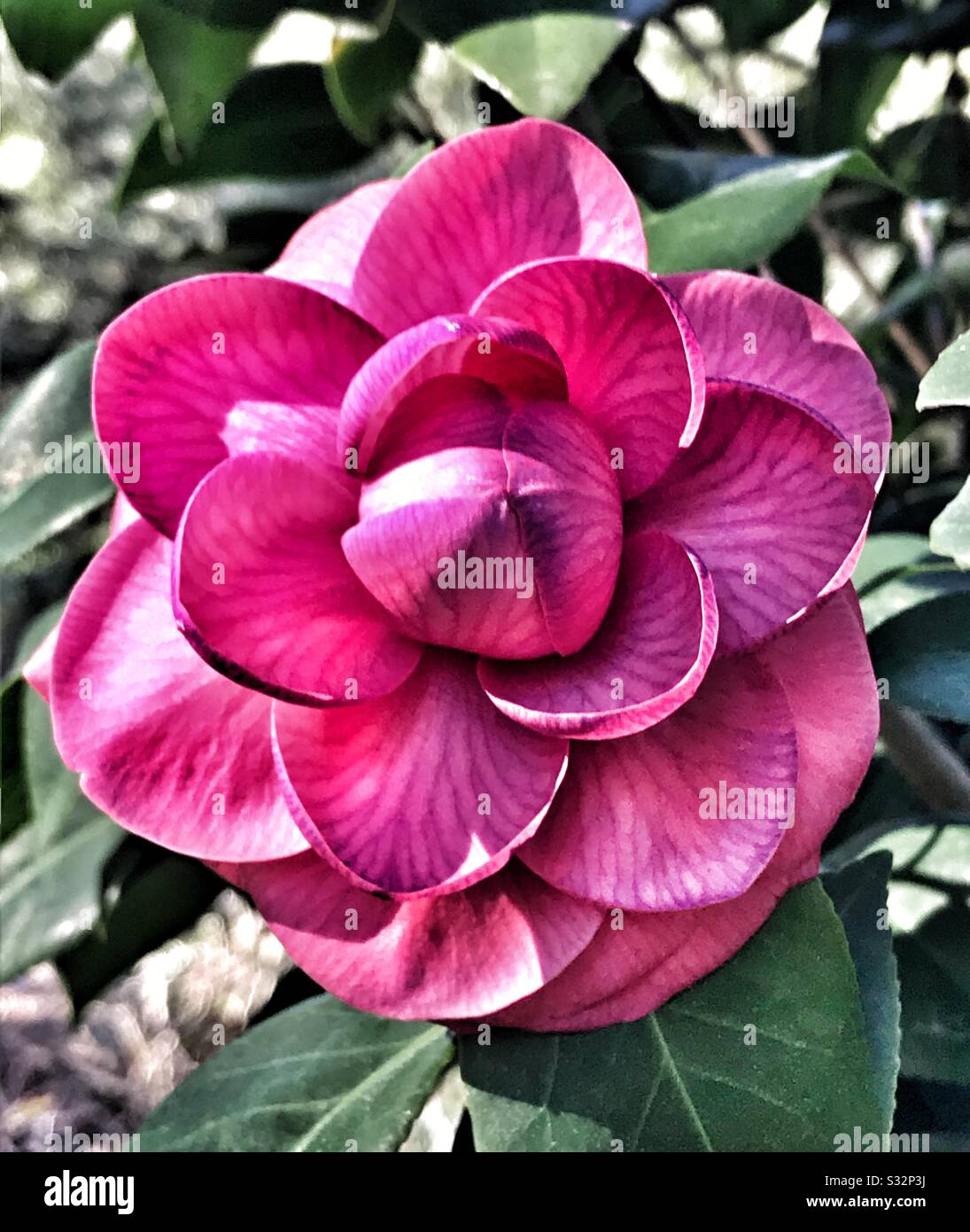 Hot pink camellia hi-res stock photography and images - Alamy