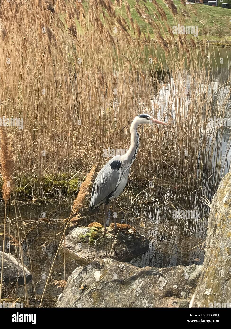Stalk bird hi-res stock photography and images - Alamy