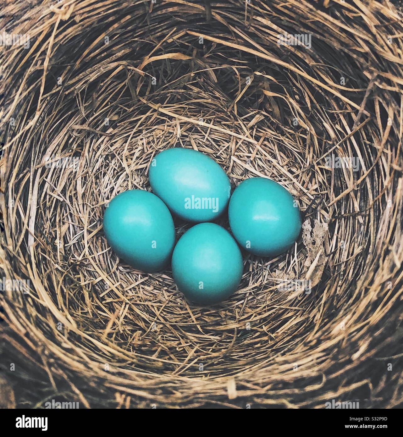 Blue nest hi-res stock photography and images - Alamy