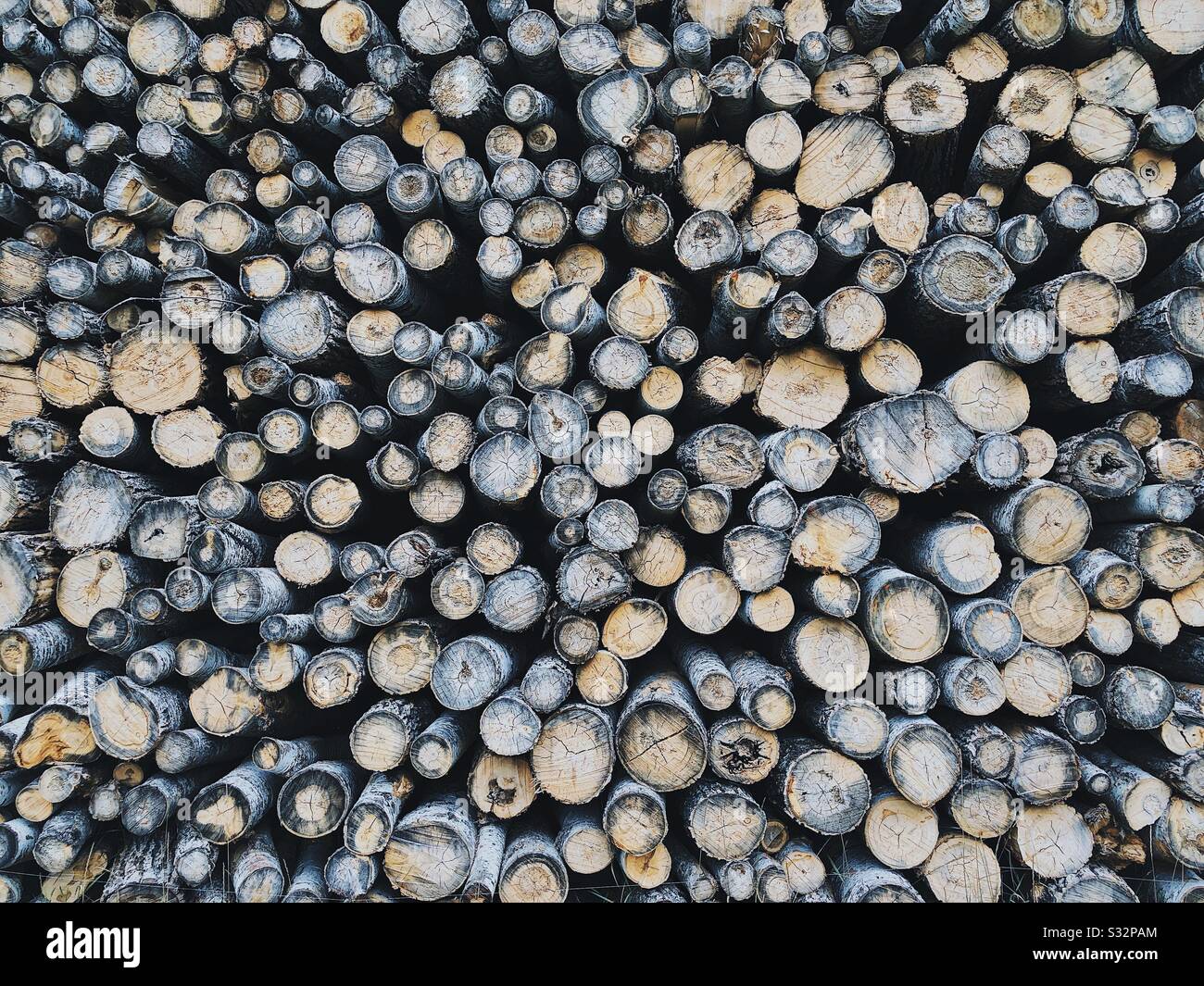 Pulp logs hi-res stock photography and images - Alamy