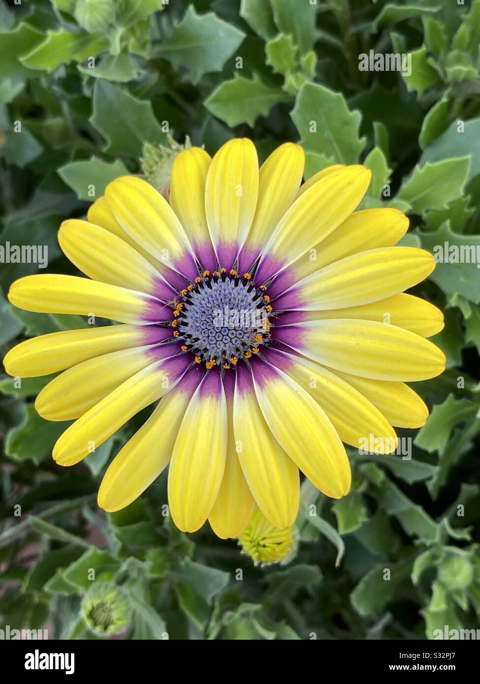 Bright yellow coneflower bloom with purple center Stock Photo - Alamy