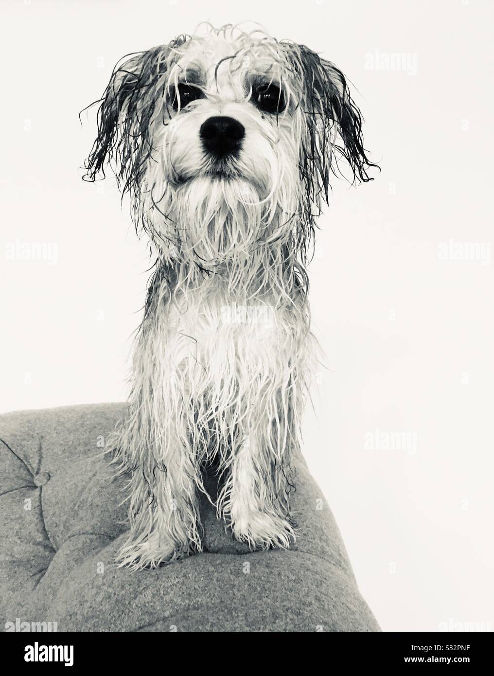 Small wet dog Stock Photo - Alamy