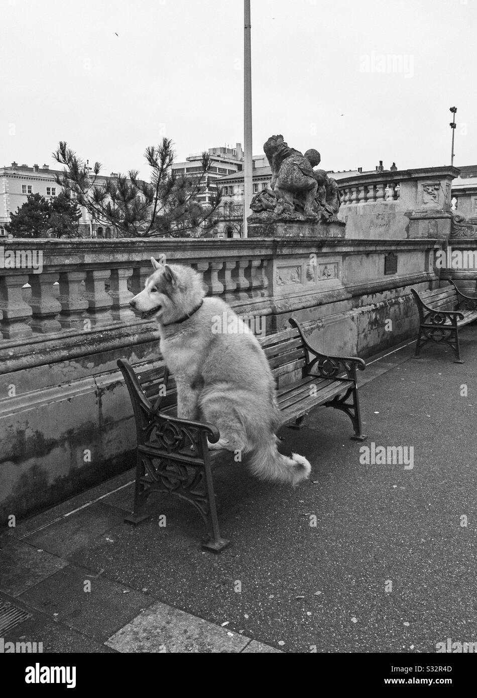A dog sitting on a park bench Stock Photo - Alamy