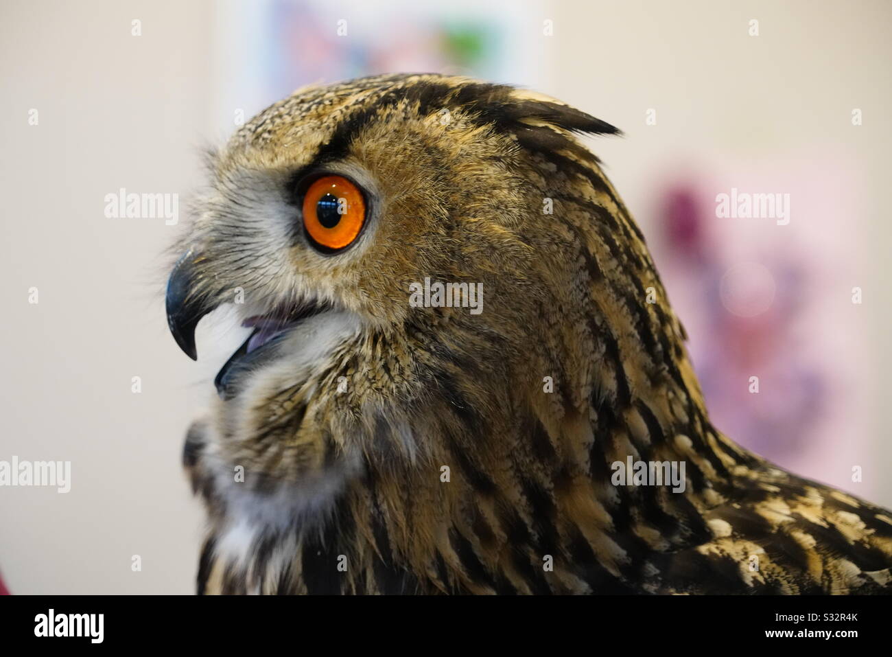 Hungry owl hi-res stock photography and images - Alamy
