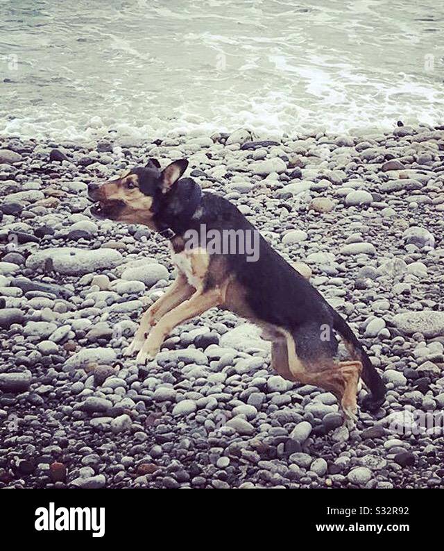 Dog ball pebble beach hi-res stock photography and images - Alamy