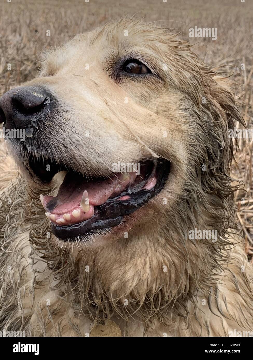 Happy muddy dog hi-res stock photography and images - Alamy