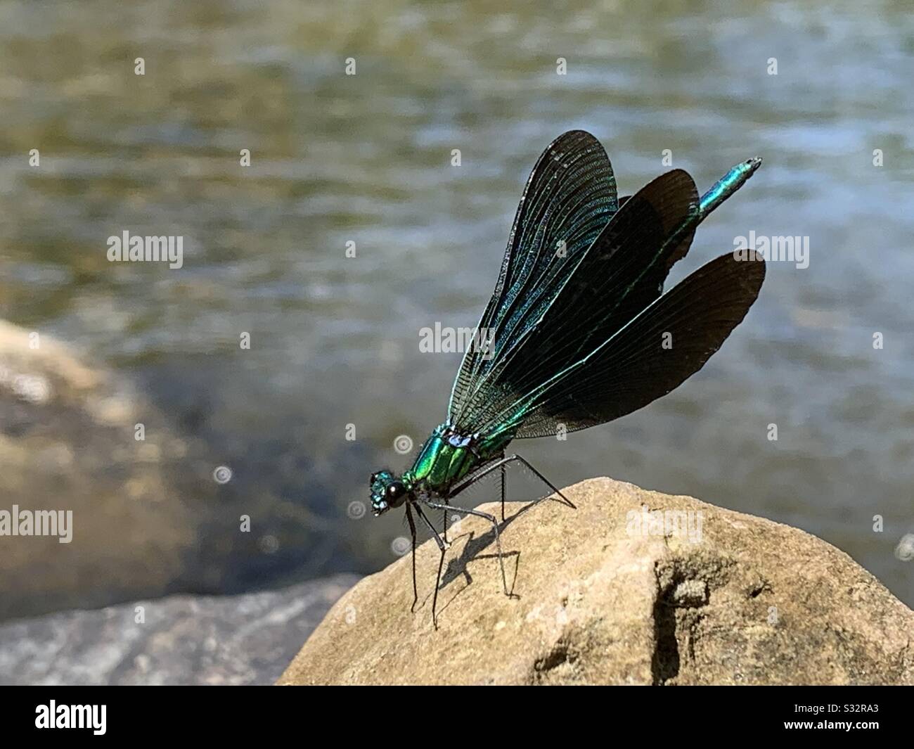 Most Beautiful Dragonfly High Resolution Stock Photography and Images ...