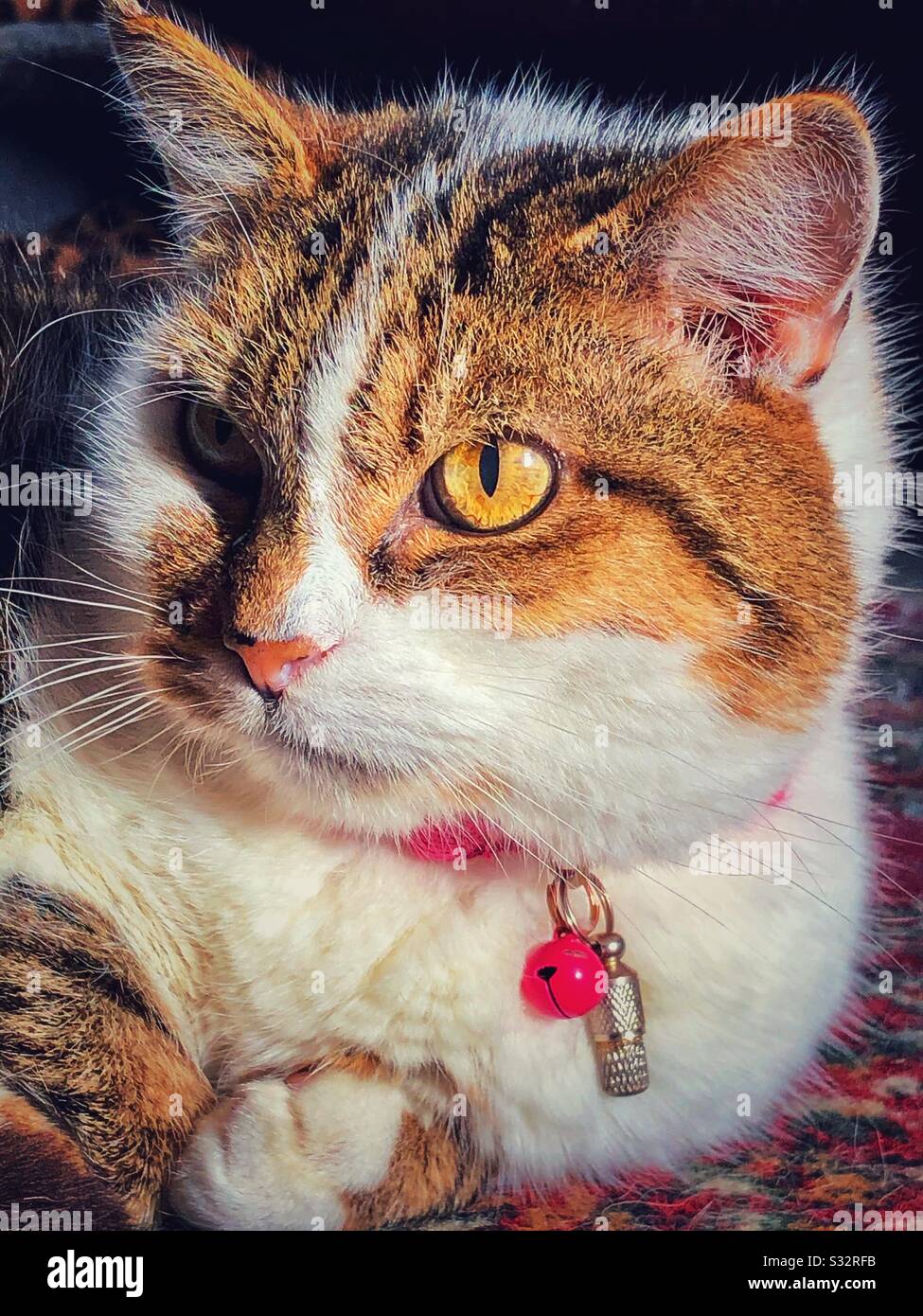 Golden tabby cat hi-res stock photography and images - Alamy