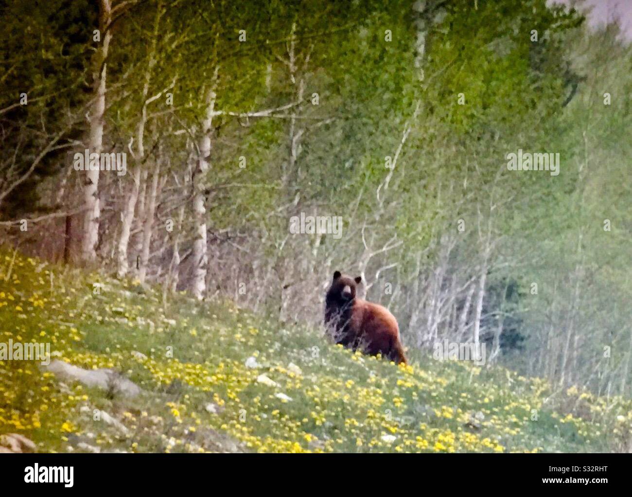 Wildlife of North America, grizzly bear, animal, grazing, foraging ...