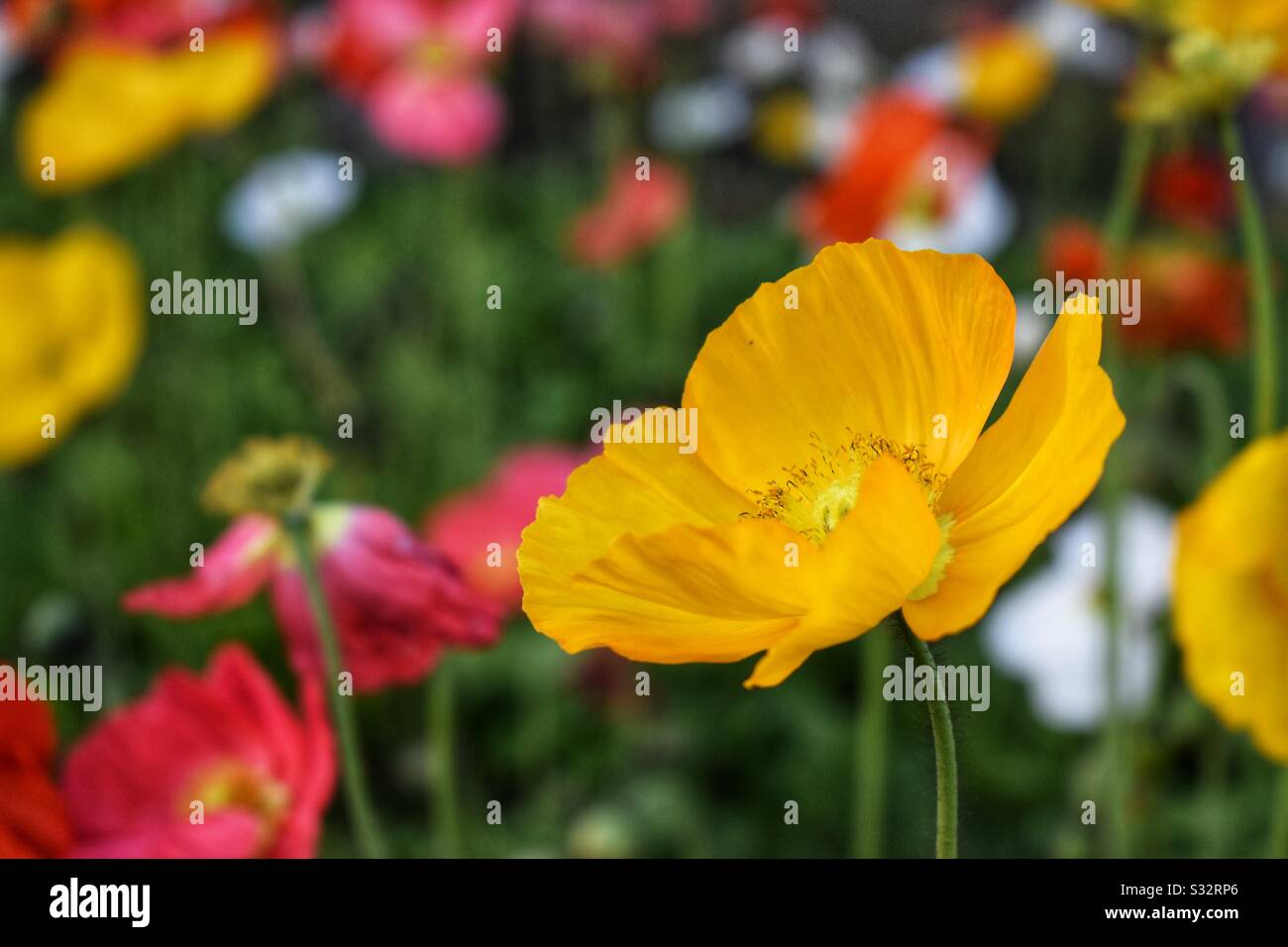 Sea of poppies hi-res stock photography and images - Alamy