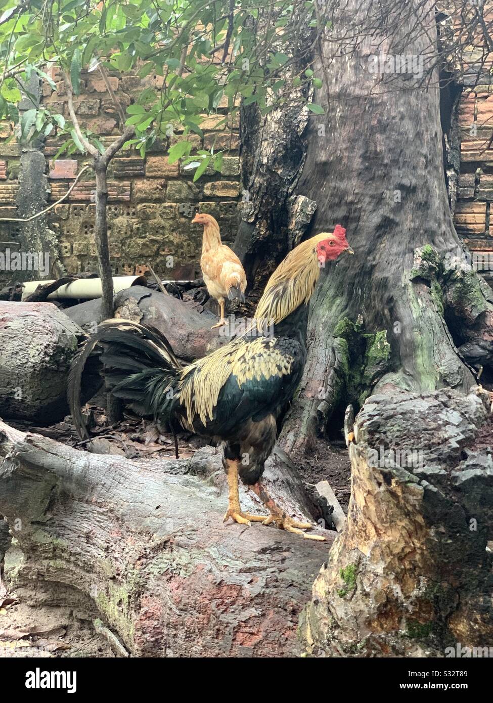 Chicken tree hi-res stock photography and images - Alamy