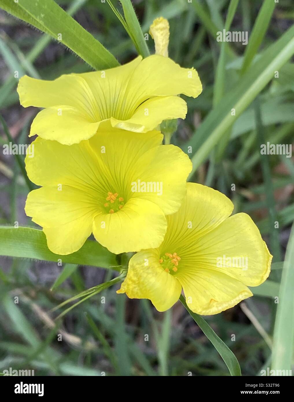Yellow clover flowers hi-res stock photography and images - Alamy