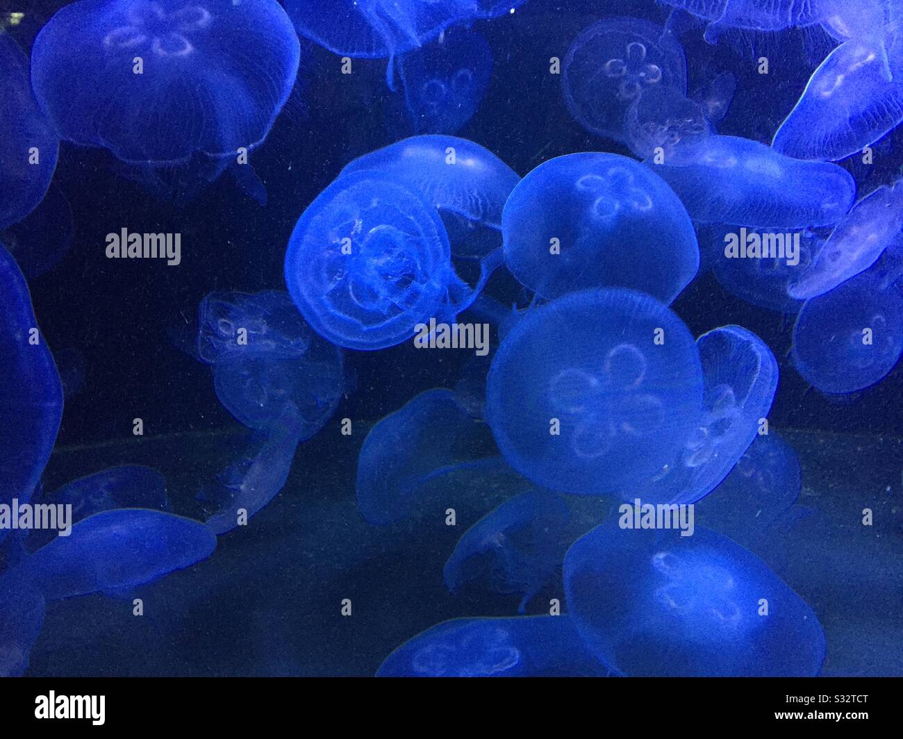 Sea animals aquarium hi-res stock photography and images - Alamy