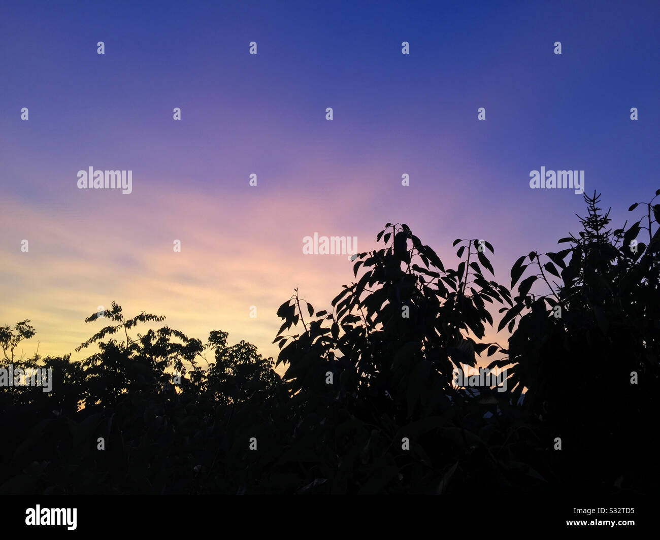 Gradient of trees hi-res stock photography and images - Alamy