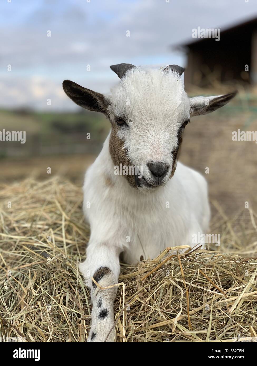 A little goat hi-res stock photography and images - Alamy