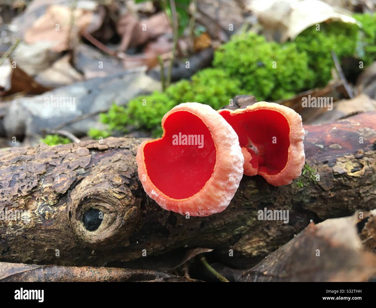 Scarlet Elf Cup Medicinal Uses at Jenny Joshi blog