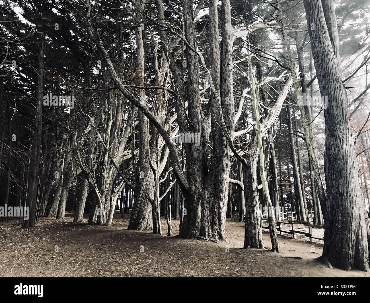 Trees on Pacific Coast Stock Photo - Alamy