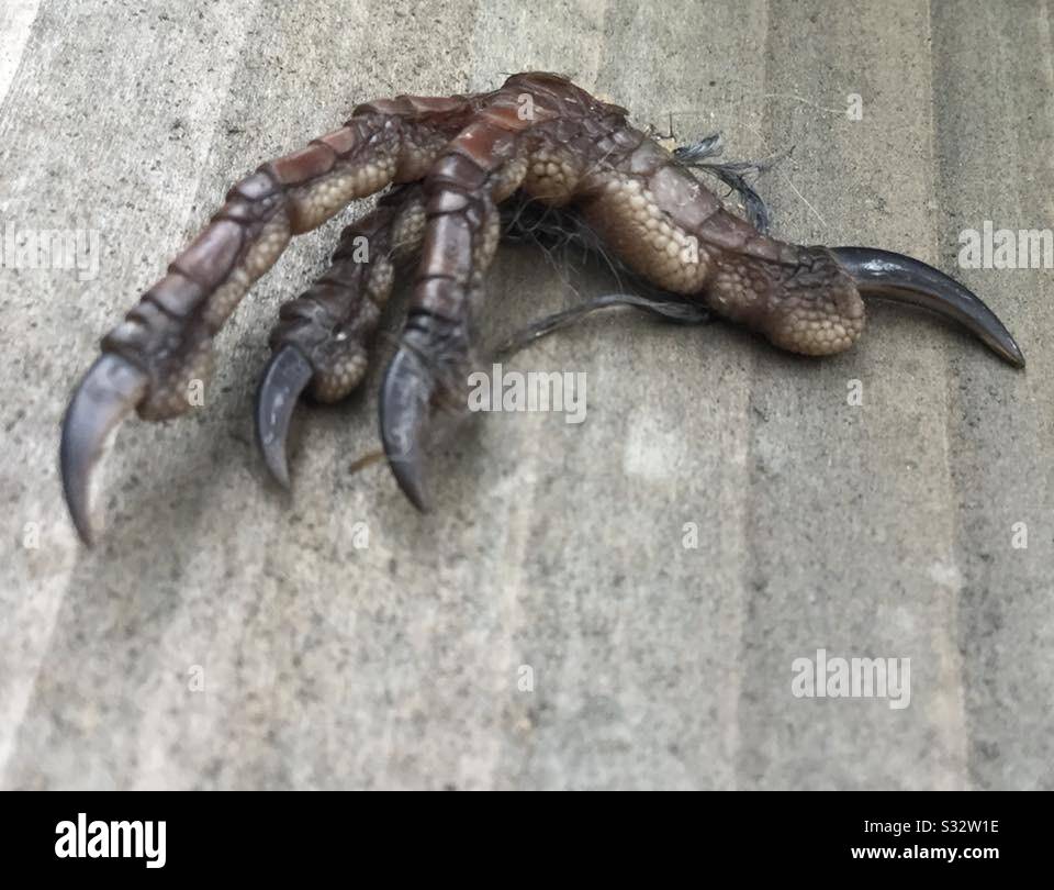 Weird bird hi-res stock photography and images - Alamy