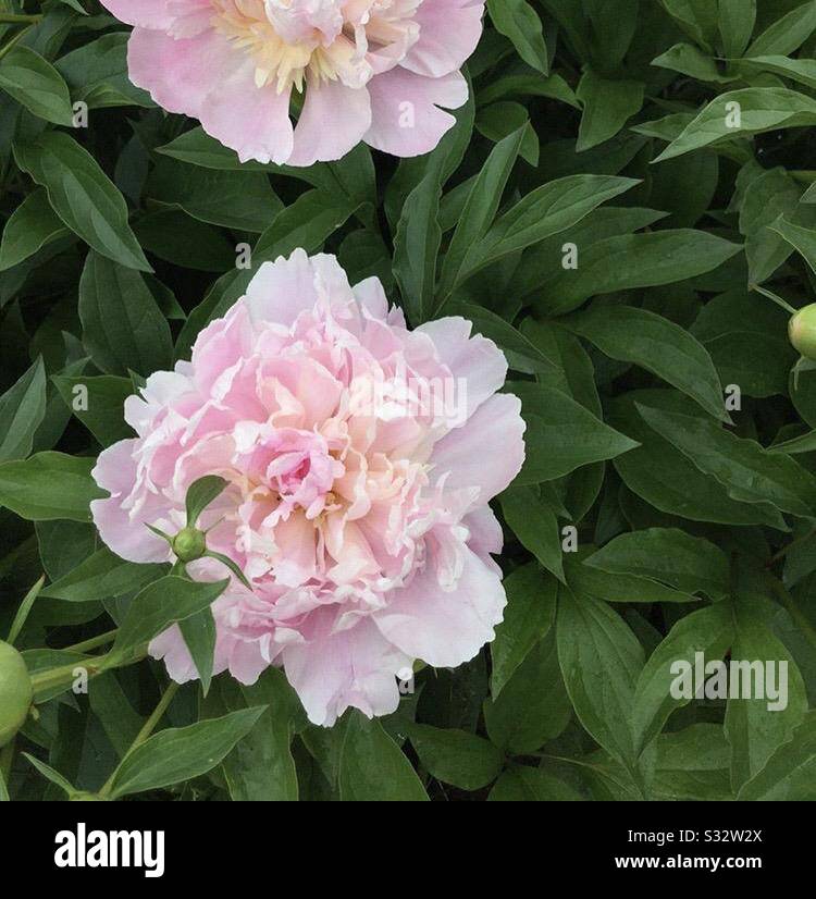 Pretty Peonies High Resolution Stock Photography and Images - Alamy