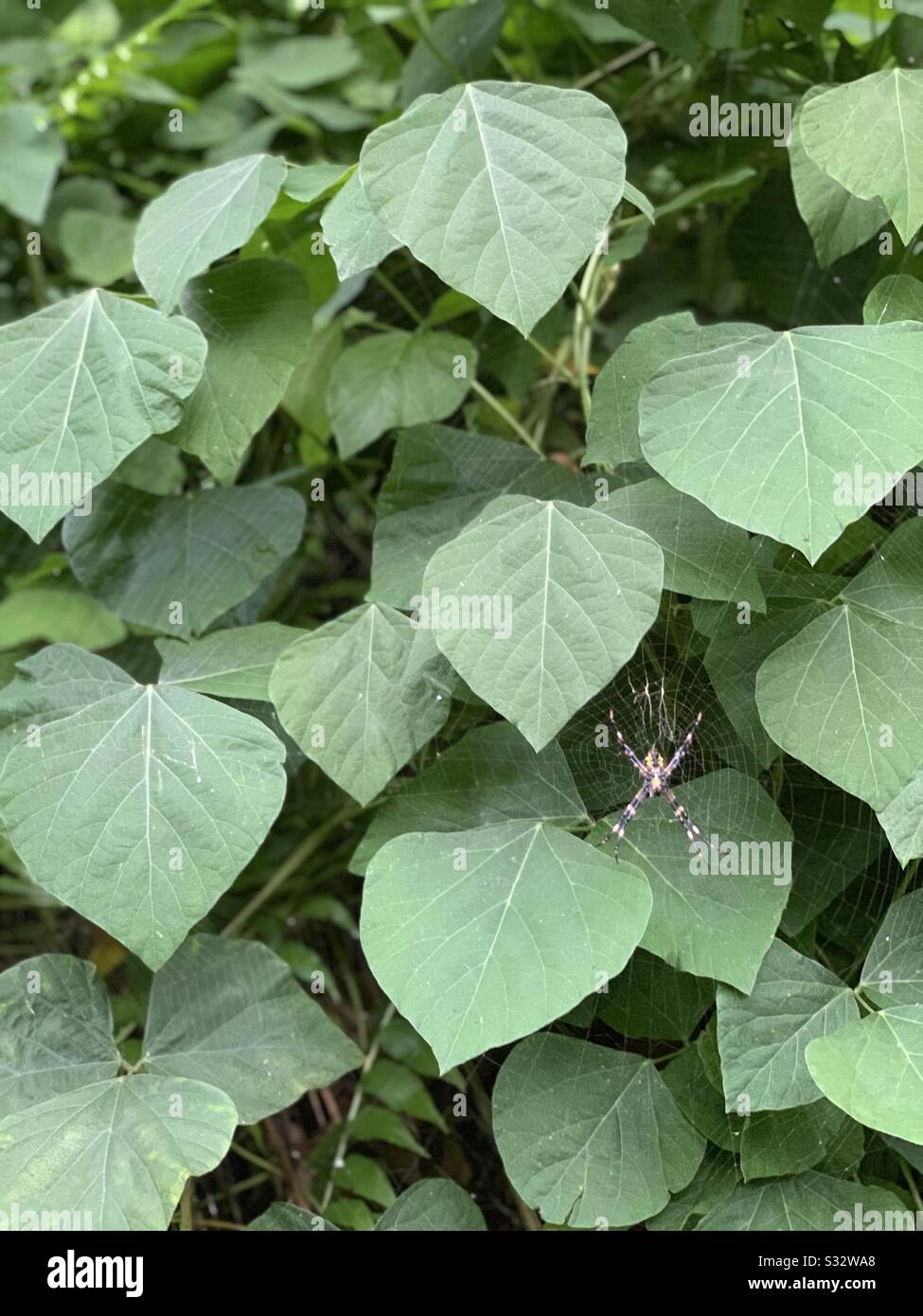 Beware of spider hi-res stock photography and images - Alamy