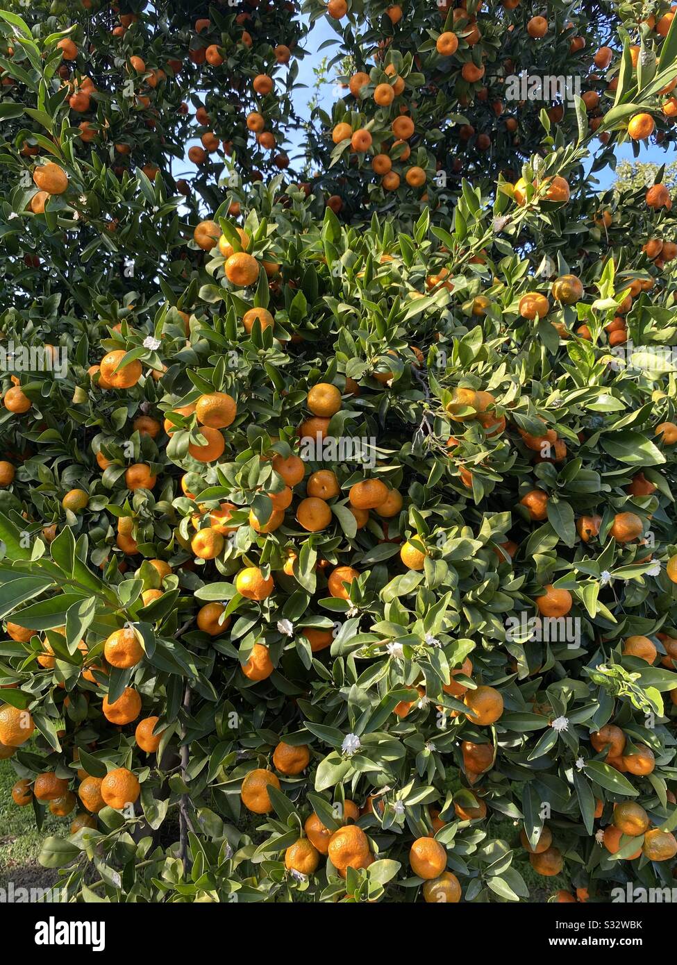 Very large tangerine tree with ripe fruit Stock Photo - Alamy