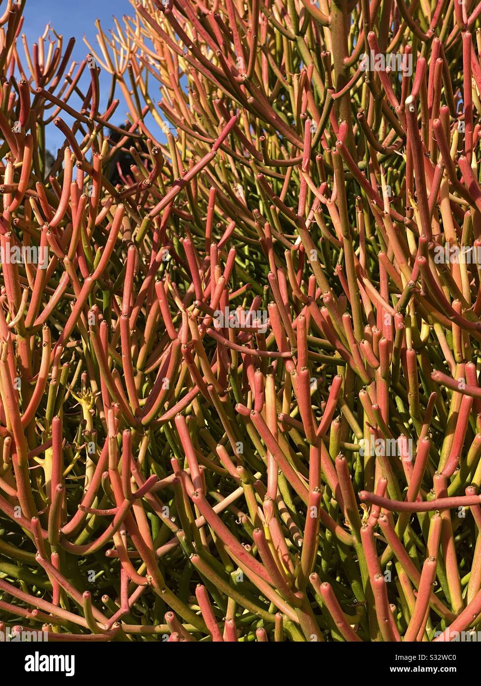 Plant of fire stick hi-res stock photography and images - Alamy