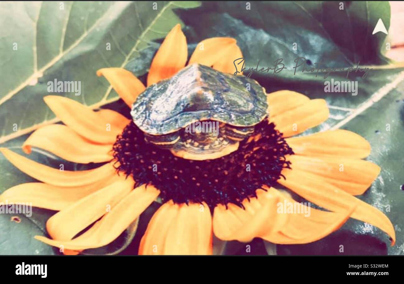 Tiny turtles hi-res stock photography and images - Alamy