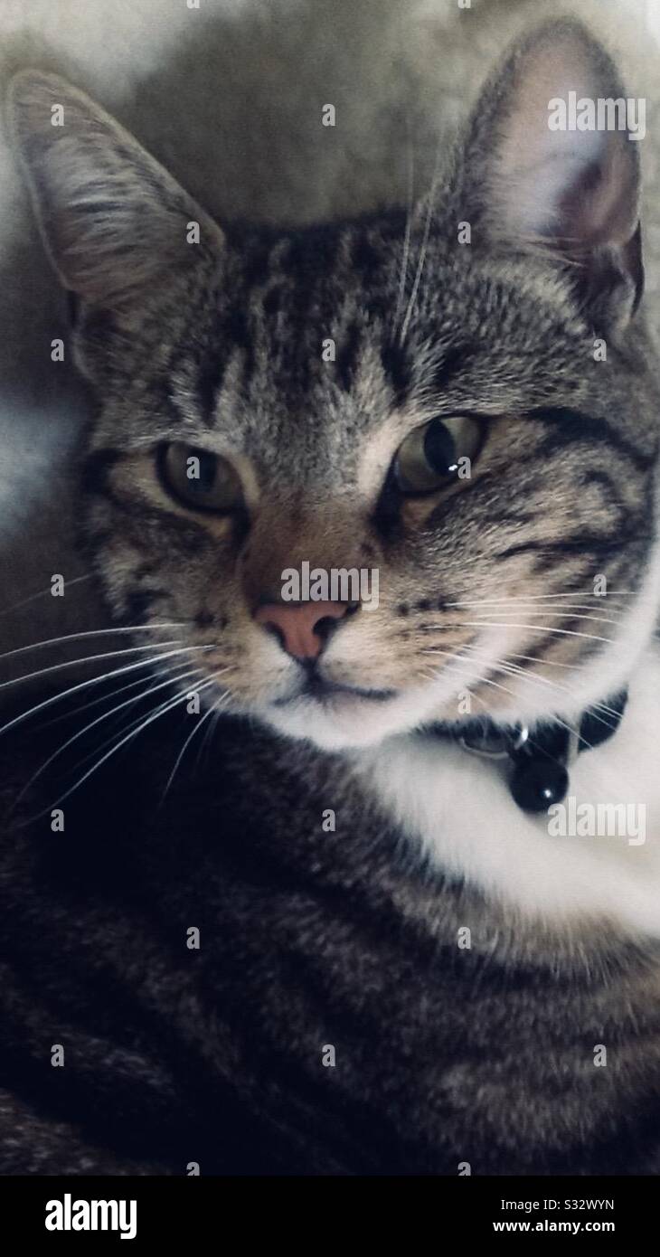 William the cat Stock Photo - Alamy