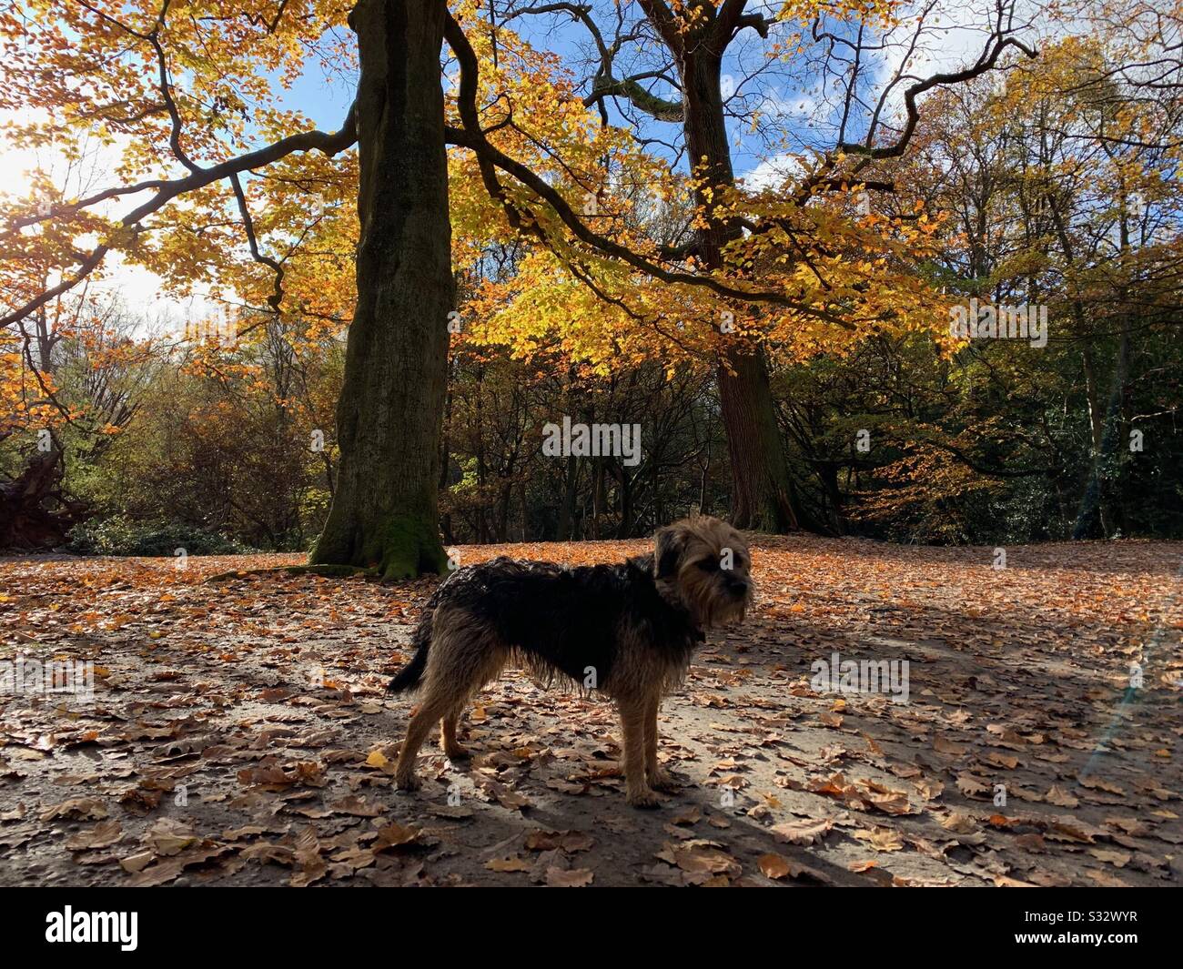 Dog Under An Oak Tree High Resolution Stock Photography and Images - Alamy