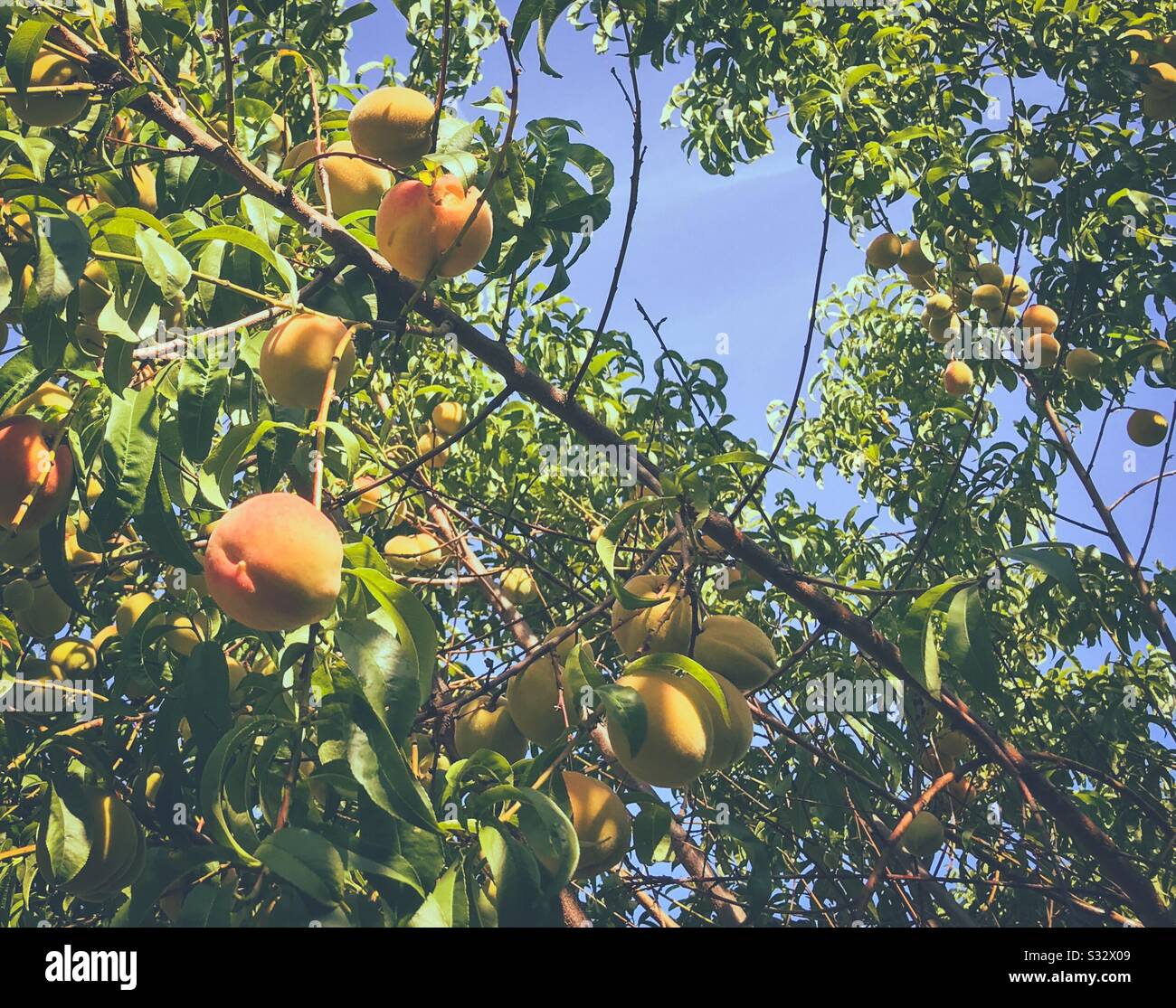 Peaches tree hi-res stock photography and images - Alamy