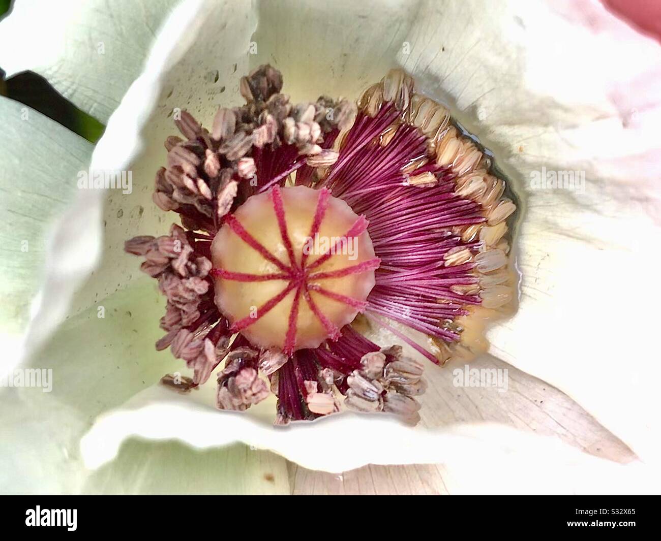 Natures engine hi-res stock photography and images - Alamy