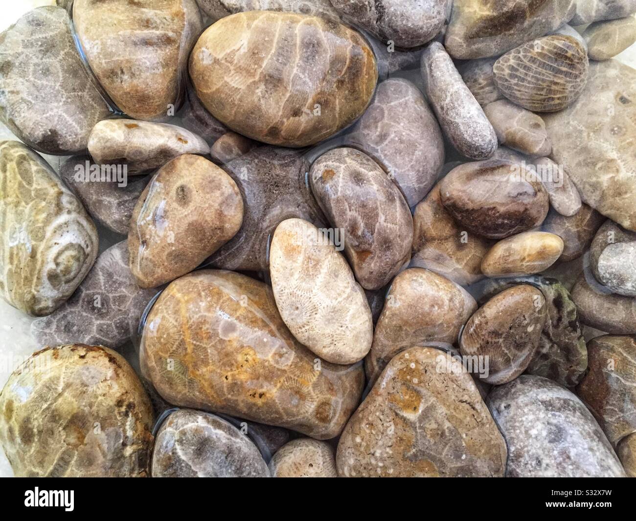 Petoskey stones hi-res stock photography and images - Alamy