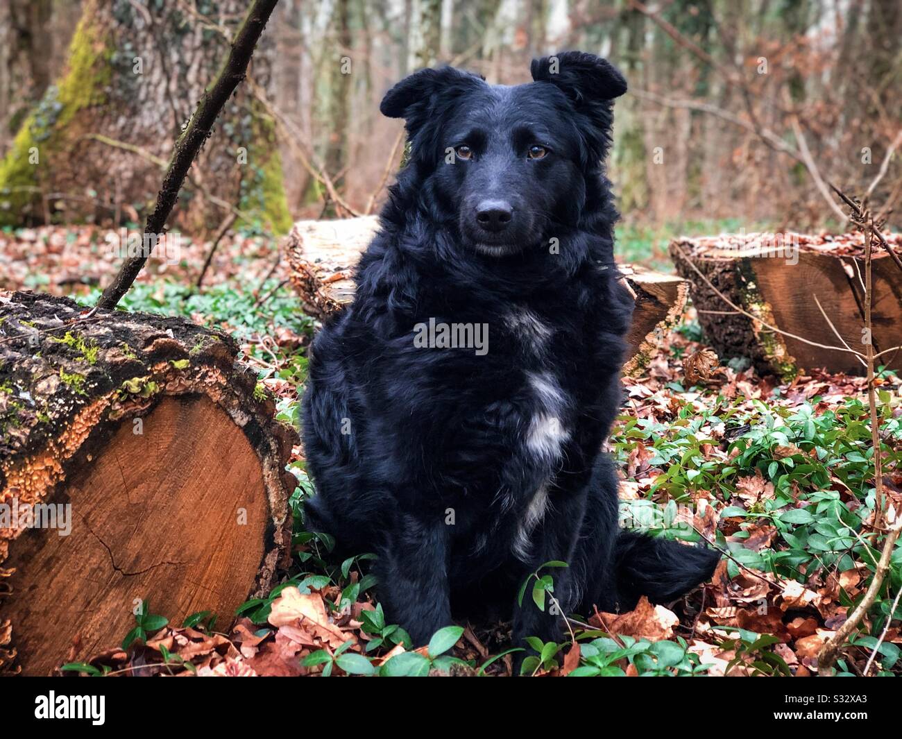 Black dog in the forest Stock Photo - Alamy