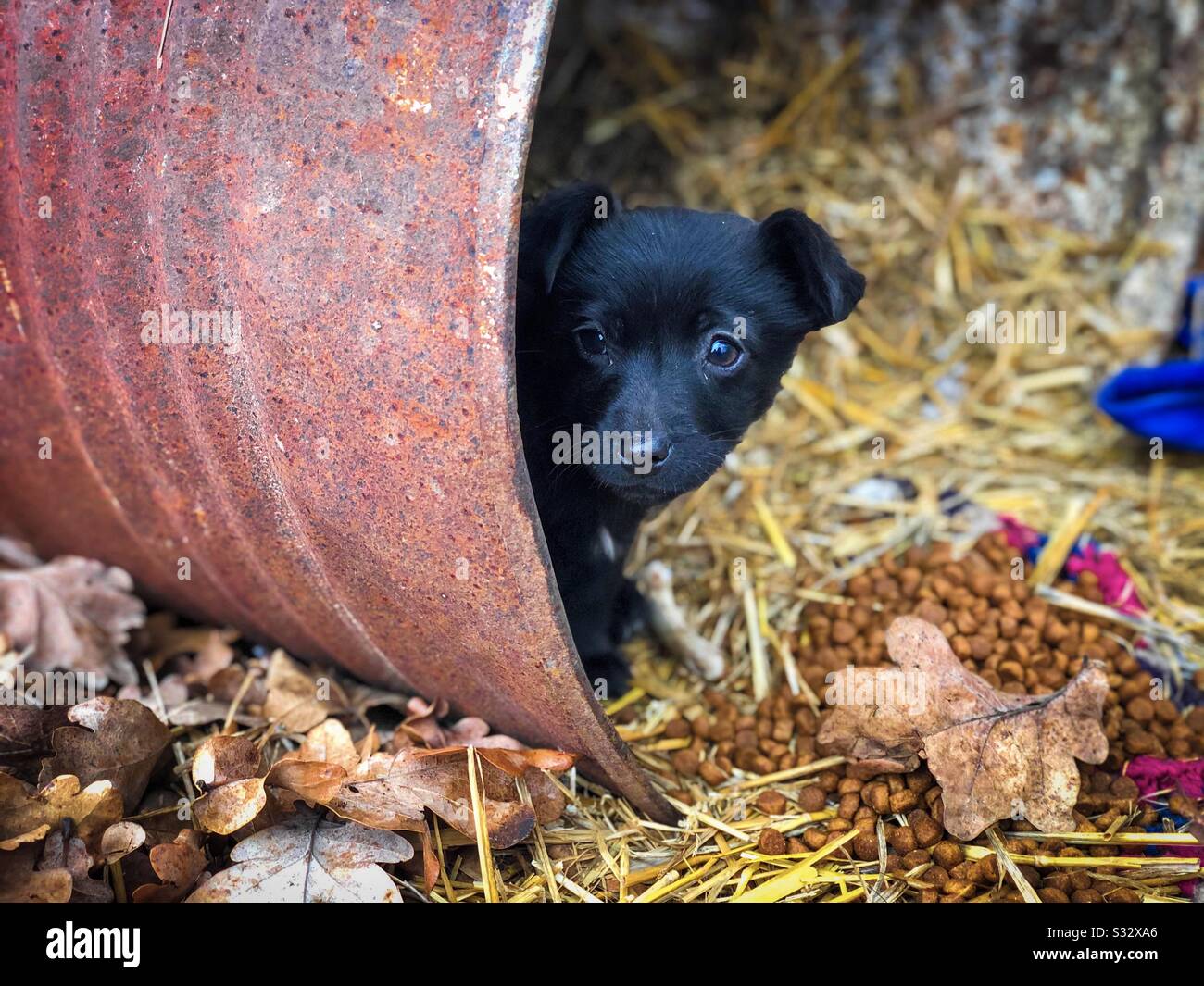 Cute puppy hiding Stock Photo - Alamy