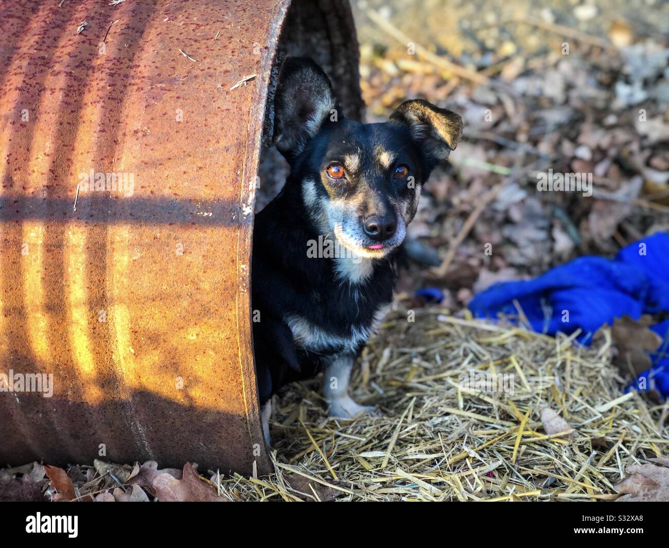 Domestic doggy hi-res stock photography and images - Alamy