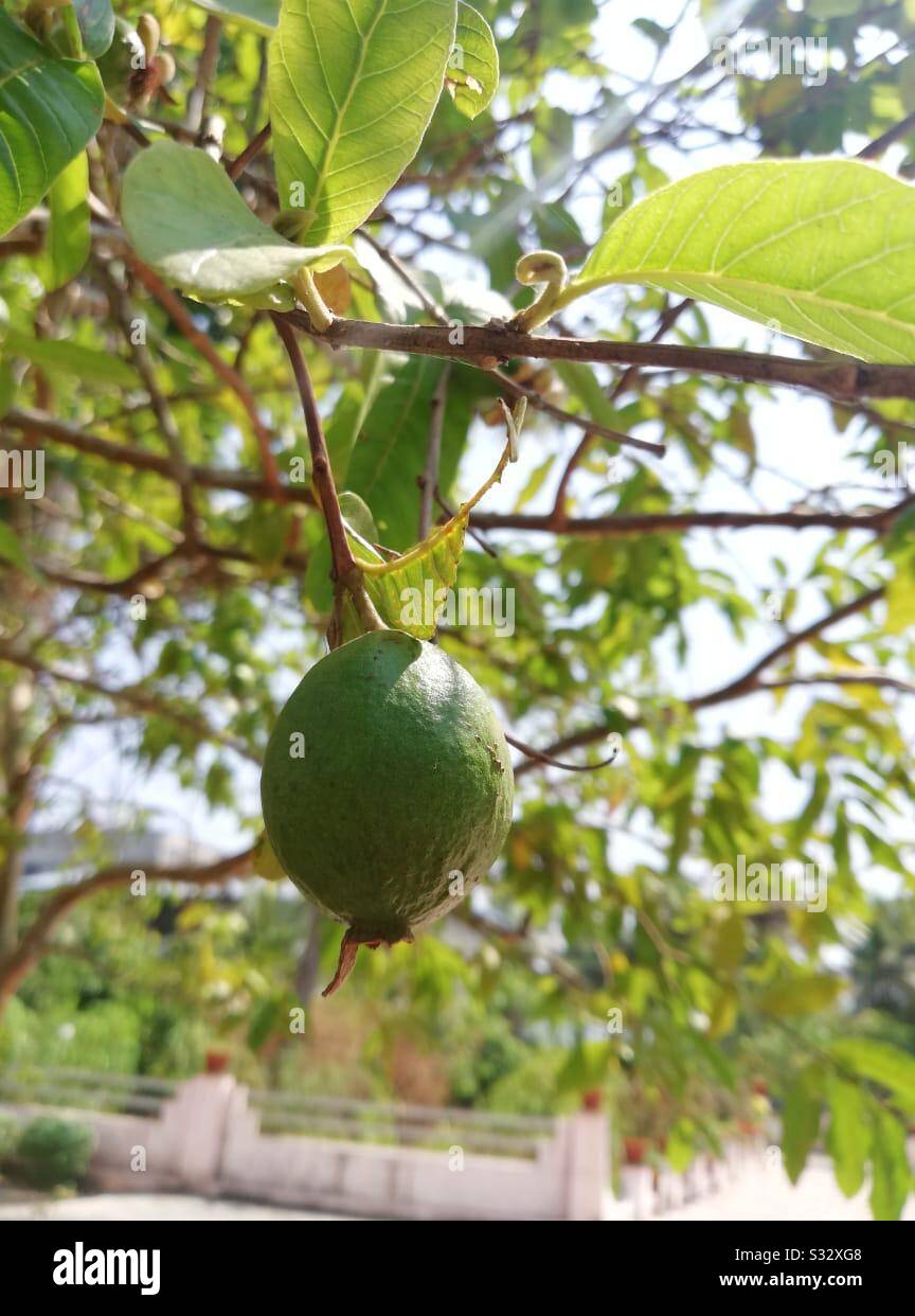 Sweet Guava in a tree in India Stock Photo - Alamy