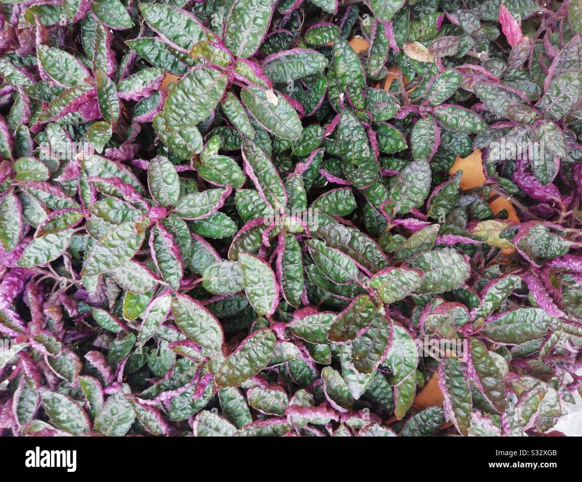 Plants combined hi-res stock photography and images - Alamy