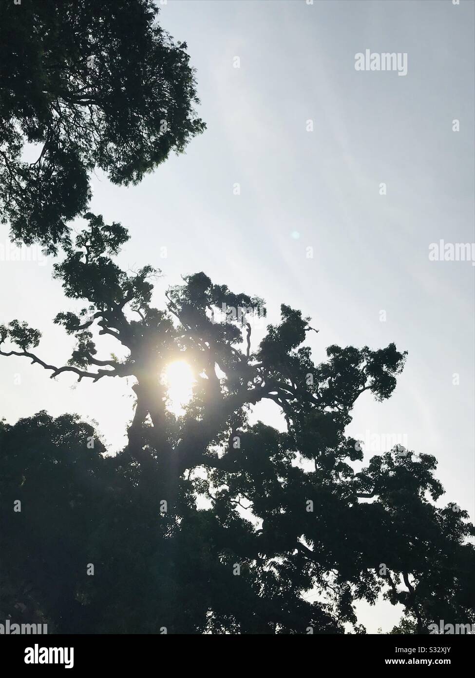Dazzling sunset captured in between mango trees near a Palakkad fort in ...