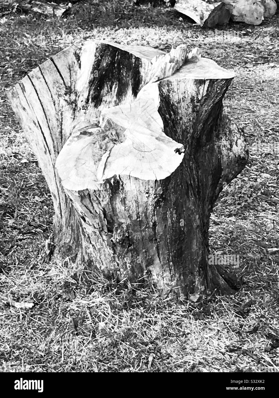Branches of a tree in a cut Black and White Stock Photos & Images - Alamy