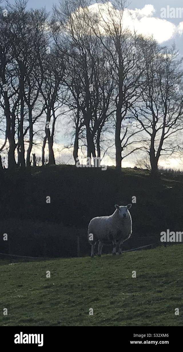 Sheep and trees hi-res stock photography and images - Alamy