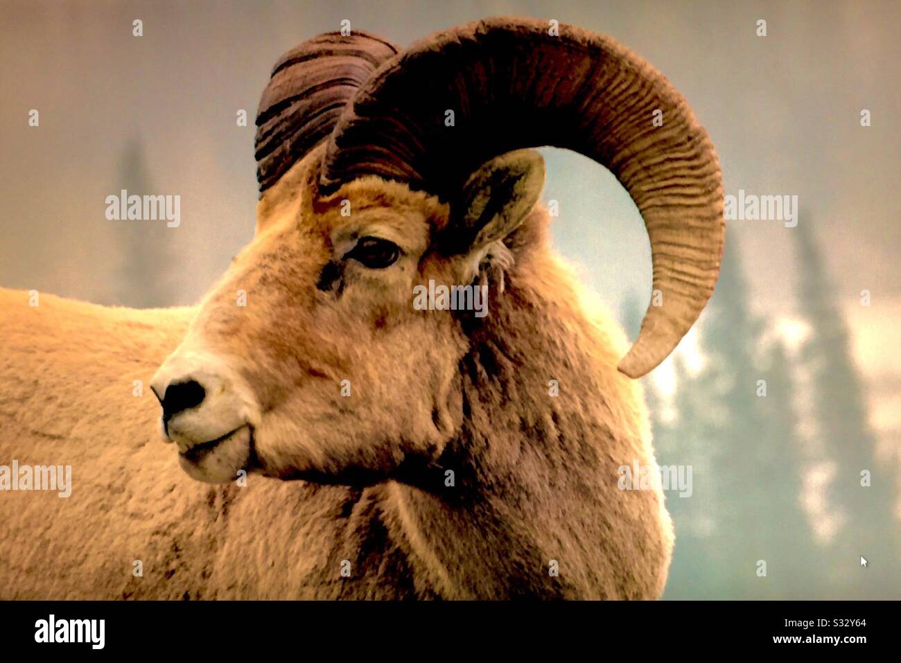Wildlife of North America, Rocky Mountain Big norm Sheep, Ovis ...