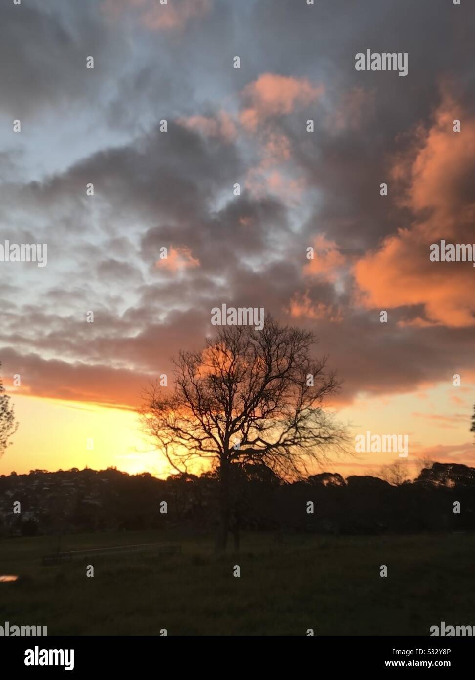 New zealand one tree hi-res stock photography and images - Alamy