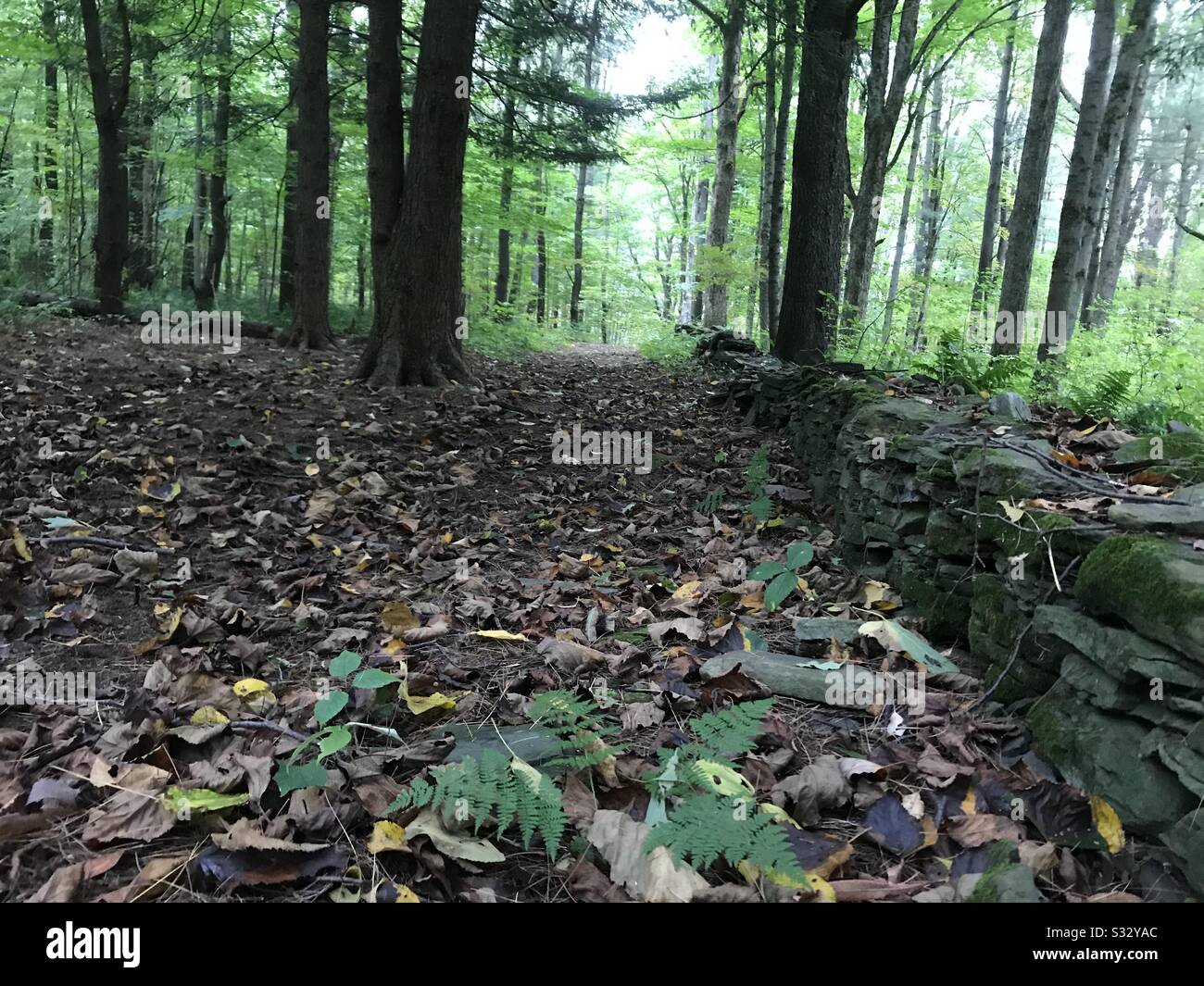 Forest lakeside hi-res stock photography and images - Alamy
