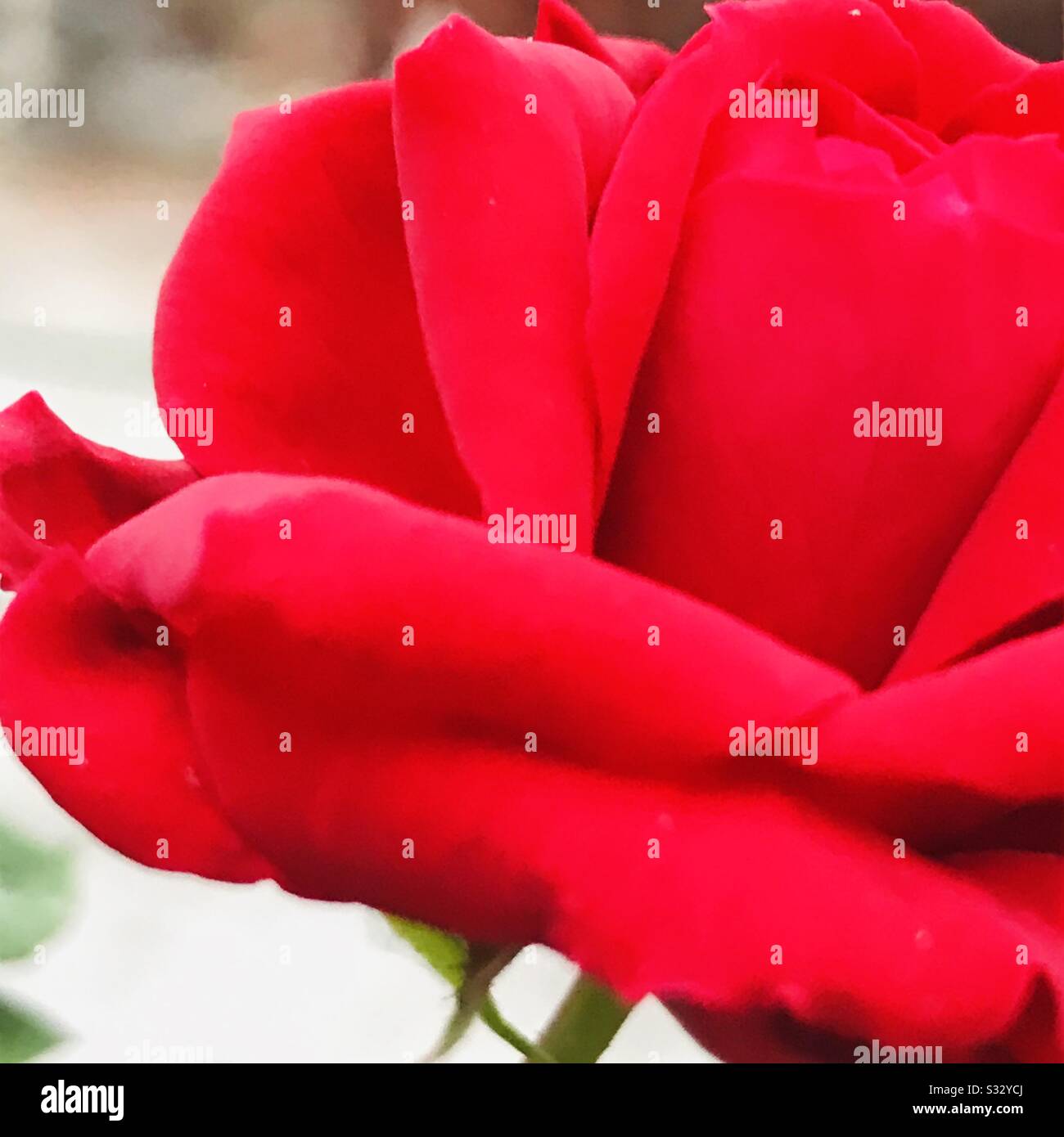 Curved petals hi-res stock photography and images - Alamy